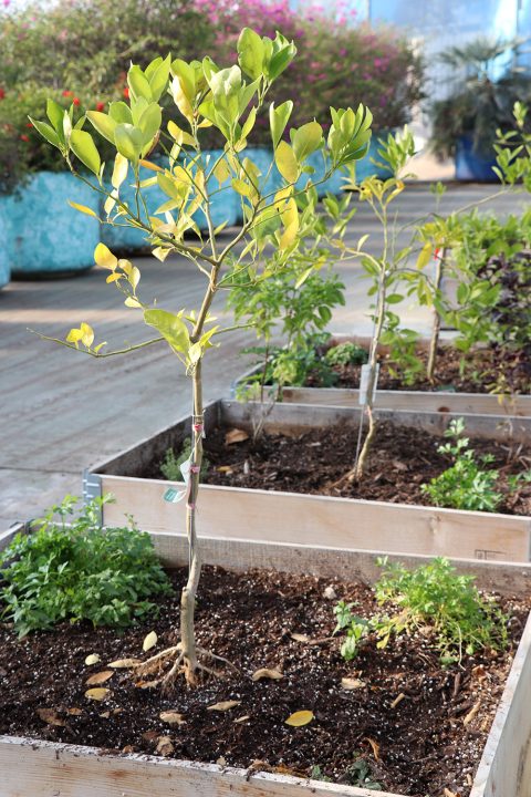 Urban Gardening with Drew: Growing Citrus Trees in Texas | State Fair ...