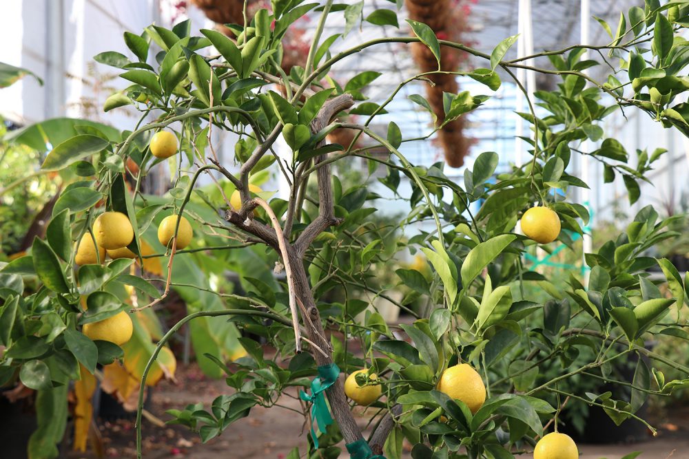 Urban Gardening with Drew: Growing Citrus Trees in Texas | State Fair ...