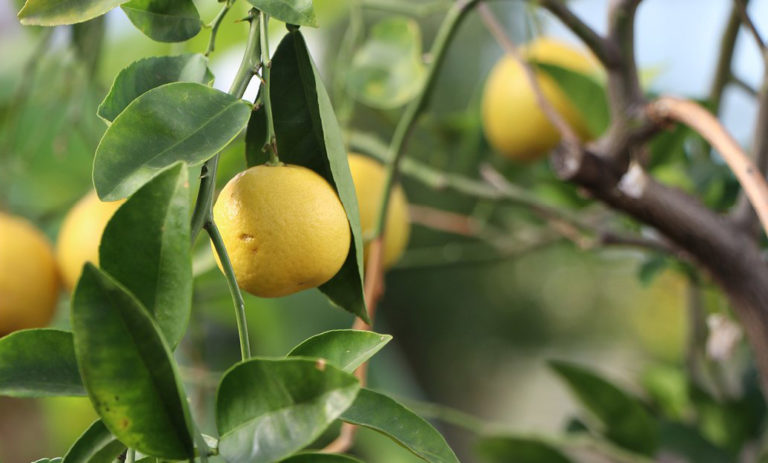Urban Gardening with Drew: Growing Citrus Trees in Texas | State Fair ...