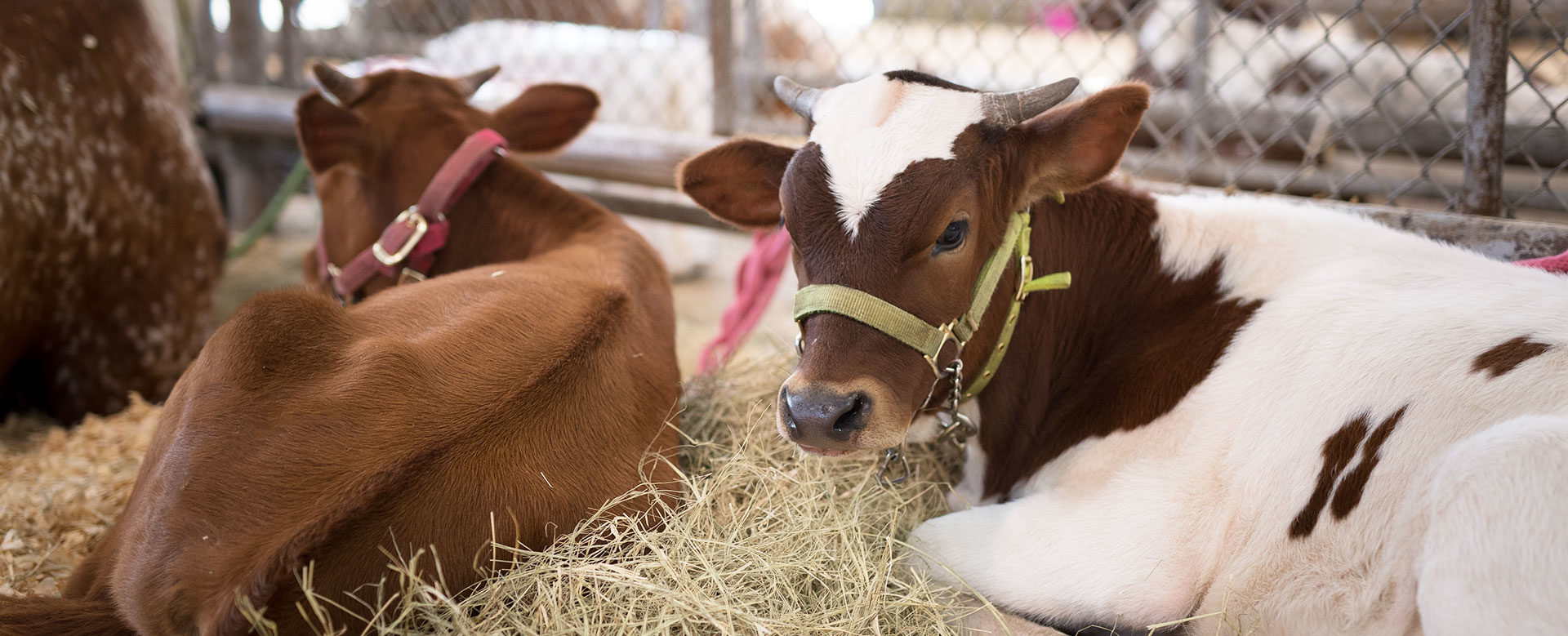 In the Barns | State Fair of Texas