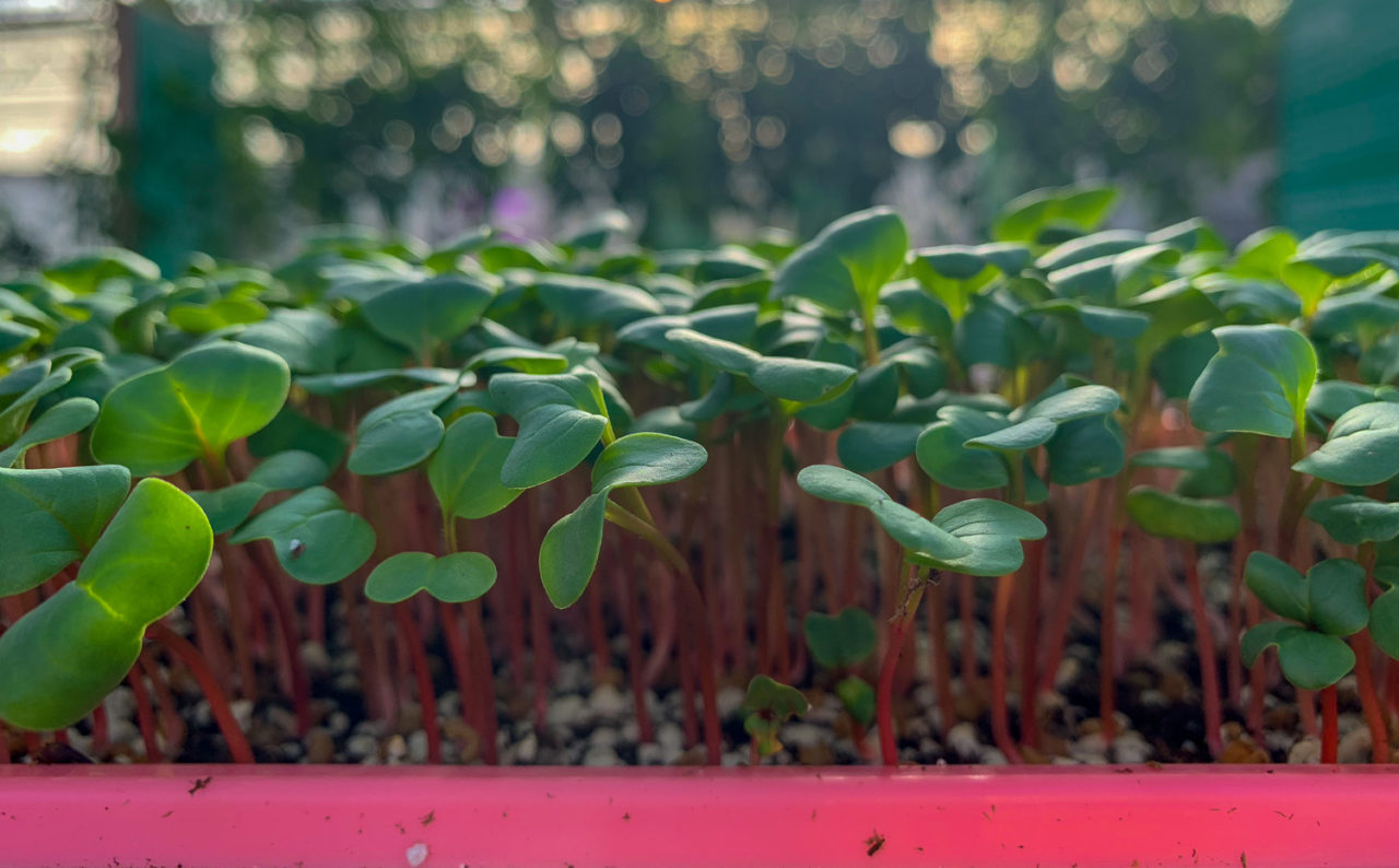 Big Tex Urban Farms: The Huge Power of Microgreens | State Fair of Texas