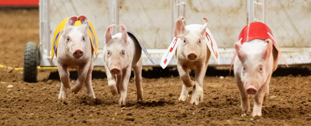 Family Fun & Shows | State Fair of Texas