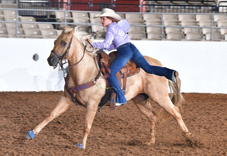 Horse Show Exhibitors | State Fair of Texas