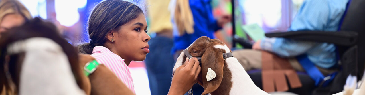 Livestock Exhibitor & Resources | State Fair of Texas